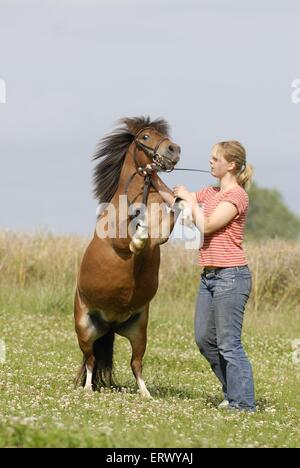 rearing up Shetland Pony Stock Photo - Alamy