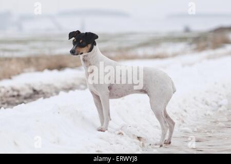 Ratonero Bodeguero Andaluz Stock Photo - Alamy