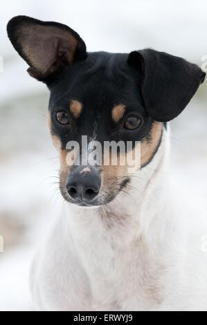 Ratonero Bodeguero Andaluz Stock Photo - Alamy