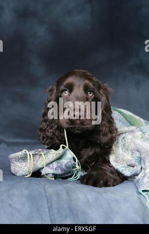 English Cocker spaniel dog with scarf on white background Stock Photo ...