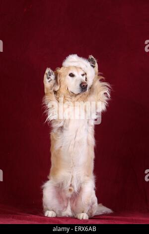 Golden Retriever shows trick Stock Photo - Alamy