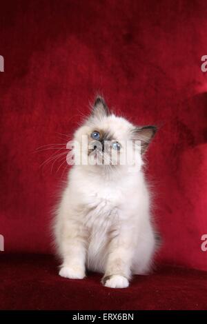 red point birman kitten Stock Photo - Alamy