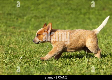 Profile of Australian Cattle Dog (red heeler Stock Photo - Alamy