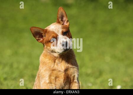 Australian cattle dog puppy outdoor. Puppies on the backyard Stock ...