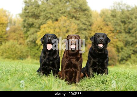 Black & chocolate Labrador retrievers Stock Photo - Alamy