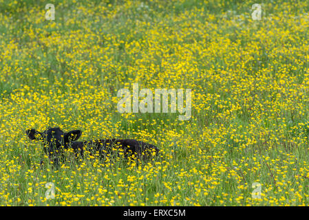 Springtime Calves resting in a Buttercup meadow Stock Photo - Alamy