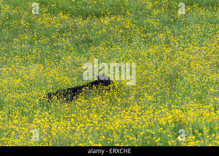 Springtime Calves resting in a Buttercup meadow Stock Photo - Alamy