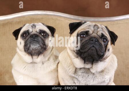 Two purebred pugs portrait Stock Photo - Alamy