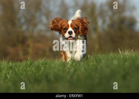 Running Cavalier King Charles Spaniel puppy at forest Stock Photo ...