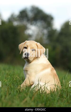 Pedigree Labrador puppy, 12 weeks old, sitting Stock Photo - Alamy