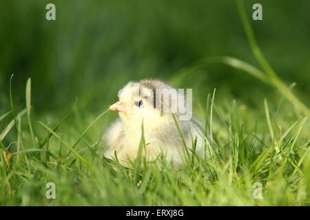 Partridge Brahma chicks Stock Photo - Alamy