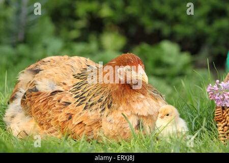 Partridge Brahma chicks Stock Photo - Alamy