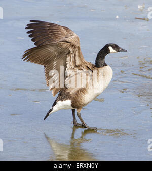 Beautiful cackling goose spreads his wings Stock Photo - Alamy