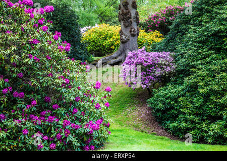 Rhododendrons in the woods of the Bowood Estate in Wiltshire Stock ...