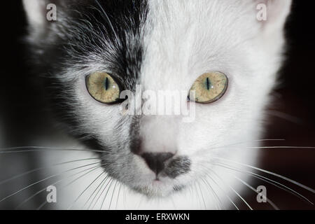 Cute pussy cat staring intensely at the camera Stock Photo - Alamy