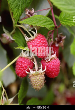 Red Raspberries, Rubus idaeus hybrid cultivar, Rosaceae Stock Photo - Alamy