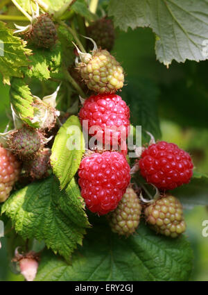 Raspberries, Rubus idaeus, red, berries, fruits, fruit Stock Photo - Alamy