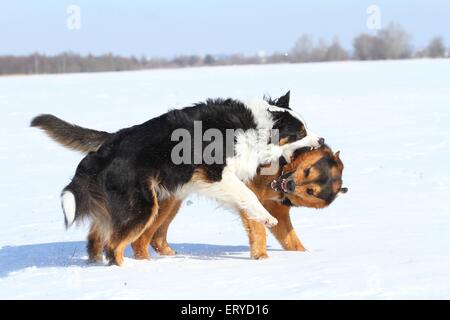 big angry bernese mountain dog attack and bites the woman Stock Photo ...