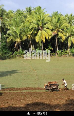 Man ploughing his field using bullocks, Karnataka, India Stock Photo ...