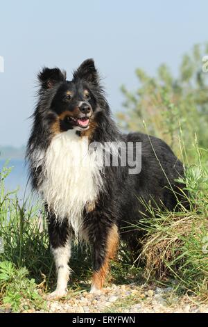 Long haired Shetland sheepdog standing Stock Photo - Alamy