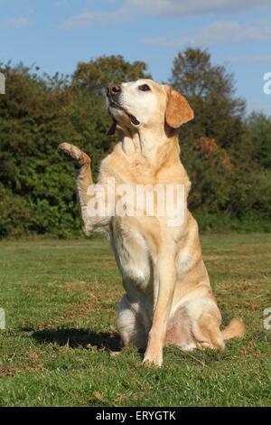Labrador Retriever gives paw Stock Photo - Alamy