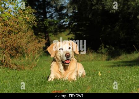 Senior yellow labrador retriever panting and lying down on white ...