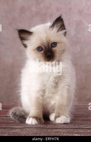 sitting Sacred Birman kitten Stock Photo - Alamy