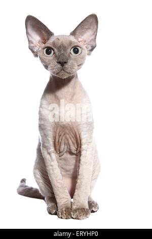 sitting Devon Rex Stock Photo - Alamy