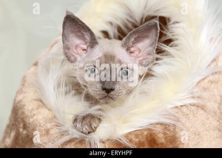 Devon Rex Kitten Stock Photo - Alamy