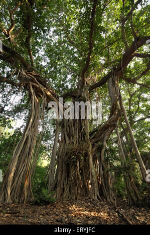 Banyan Trees, India, Asia, Asian, Indian, old vintage 1800s steel ...