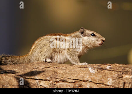 Indian Palm squirrel or Five striped Palm squirrel Funambulus pennanti ...