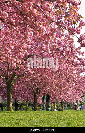 cherry blossom trees on green lawn in park of Copenhagen, Denmark Stock ...