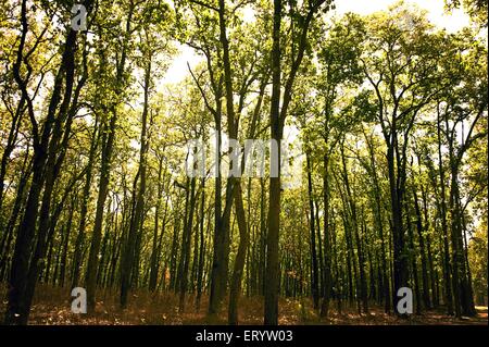 Sal Tree Forest (Shorea robusta) Kanha National Park INDIA Stock Photo ...