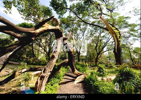 Hurricane damage, typhoon storm, cyclone uprooted trees, Ballygunge ...