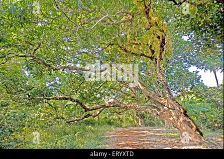 Mango (Mangifera indica) tree, mango tree, fruit, crops, sumac family ...