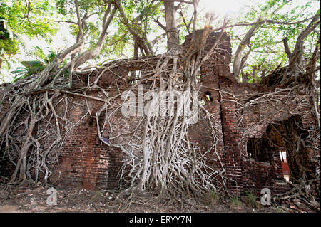 Ross Island tree roots ruins abandoned ; Netaji Shubash Chandra Bose ...