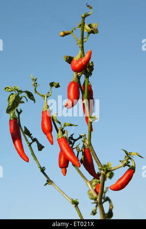 Red Chilli plant, Madhya Pradesh, India, Asia Stock Photo - Alamy
