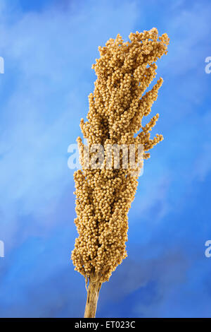 Sorghum plant ; Jowar crop ; Jawar farm ; family graminae sorghum ...