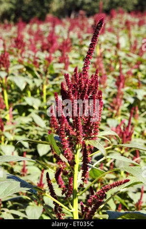 Amaranth , ramdana , pigweed , Amaranthus , Rajgira , plant , Nadiad ...
