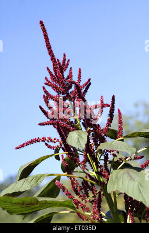 Amaranth , ramdana , pigweed , Amaranthus , Rajgira , plant , Nadiad ...