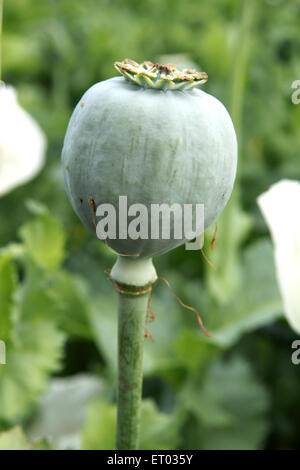 Poppy flower plantation , Neemuch , Nimach , Malwa region , Madhya ...