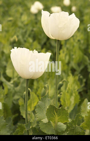 Poppy flower plantation , Neemuch , Nimach , Malwa region , Madhya ...