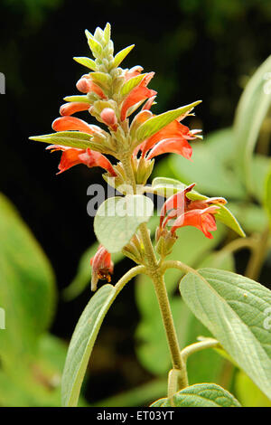 Wild flowers , Kopchepani , Kunjo , Nepal , Federal Democratic Republic ...