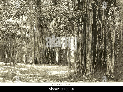 Old banyan tree roots. Background made of banyan tree roots Stock Photo ...