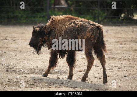 American bison (Bison bison), also known as the American buffalo at ...