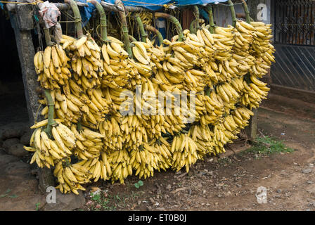 Nendram pazham, famous variety of banana in shop, Kerala, India, Asia ...