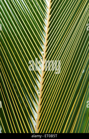 Palm Tree Leaf Stock Photo - Alamy