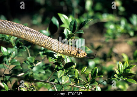 Reptiles , Snakes , Indian , Rat Snake hatching , Ptyas mucosa ...