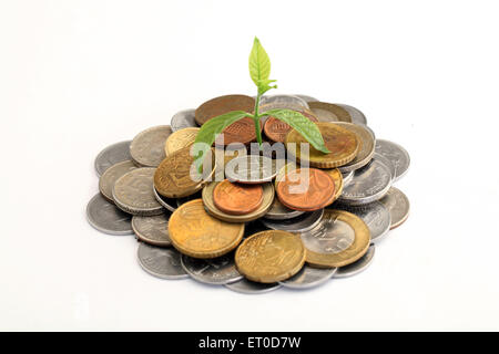 Indian Rupee tree on white background Stock Photo: 53677530 - Alamy