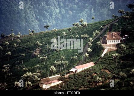 Tea Garden, Coonoor, Nilgiris, Nilgiri Hills, Western Ghats, Tamil Nadu ...
